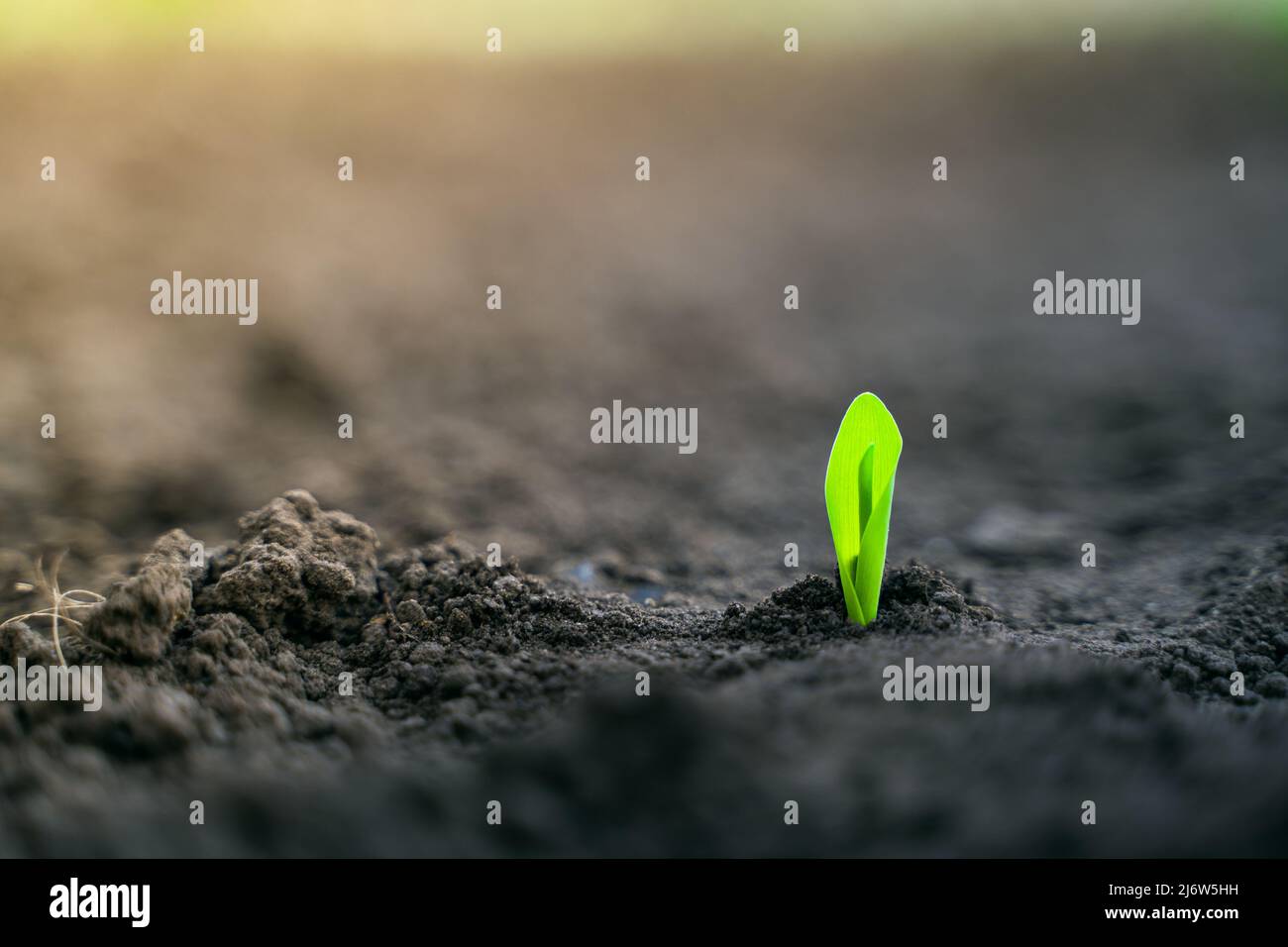 Sprouted corn hi-res stock photography and images - Alamy