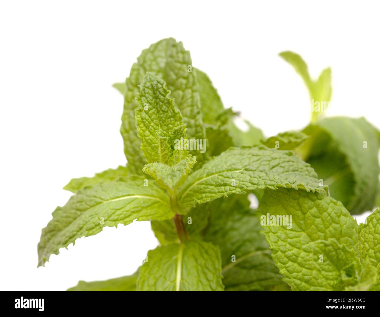 Flora of Gran Canaria - Mentha spicata, garden mint, introduced species ...