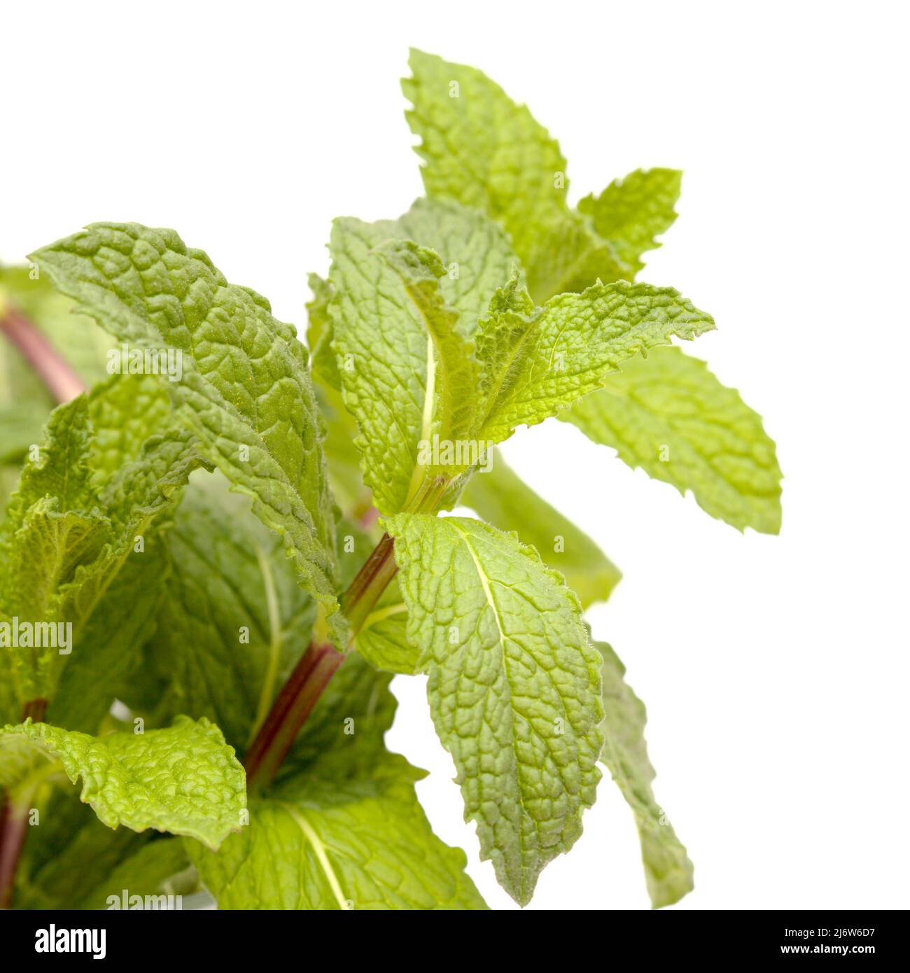 Flora of Gran Canaria - Mentha spicata, garden mint, introduced species ...
