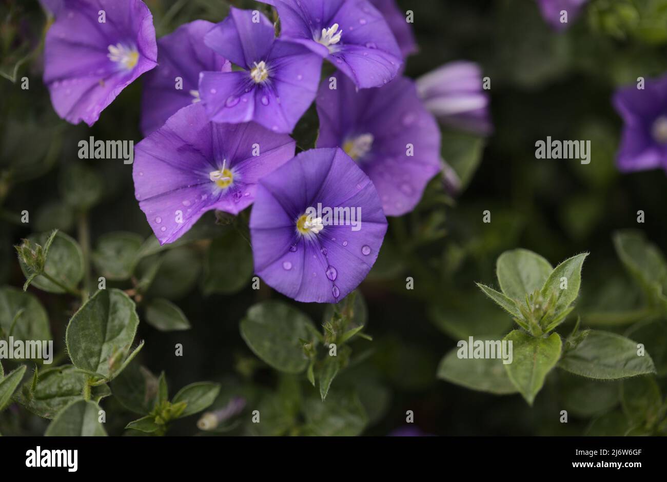 Convolvulus sabatius, blue rock bindweed, natural macro floral ...