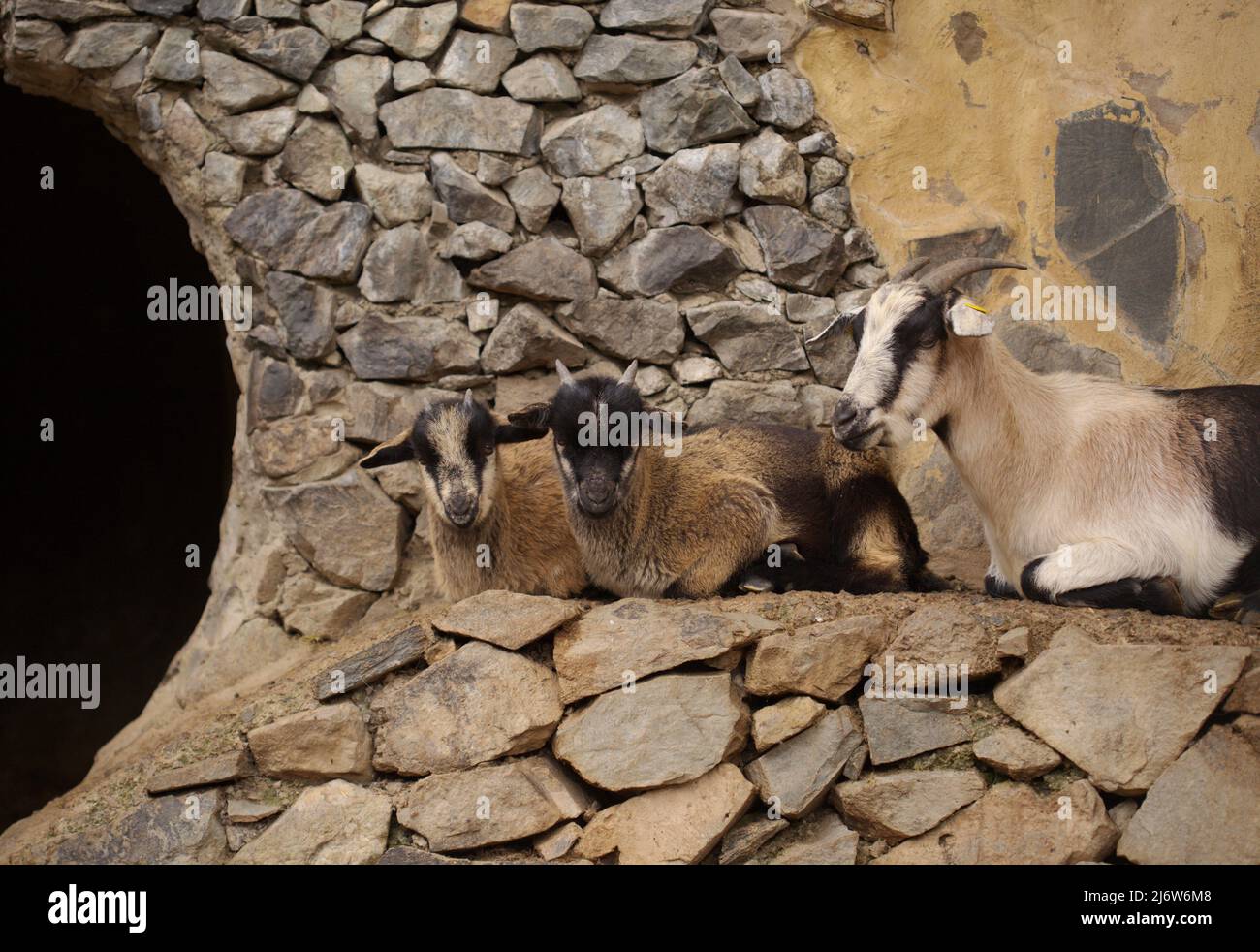 Agriculture of Gran Canaria - Female goat and two baby goats resting ...