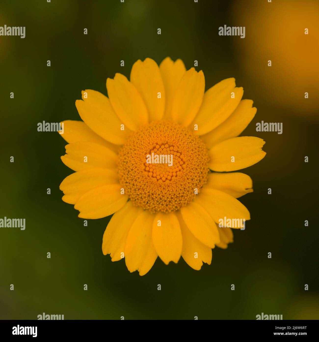 Coleostephus myconis close up hi-res stock photography and images - Alamy