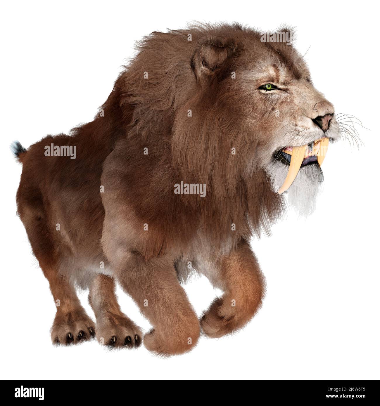 3D rendering of a sabertooth tiger isolated on white background Stock ...
