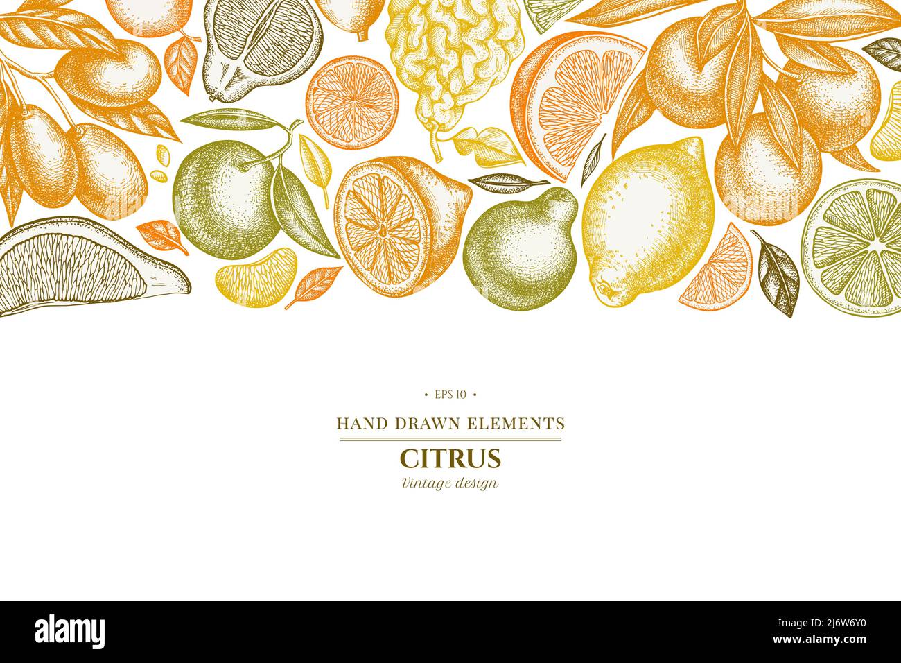 Citrus hand drawn illustration design. Background with vintage kumquat ...