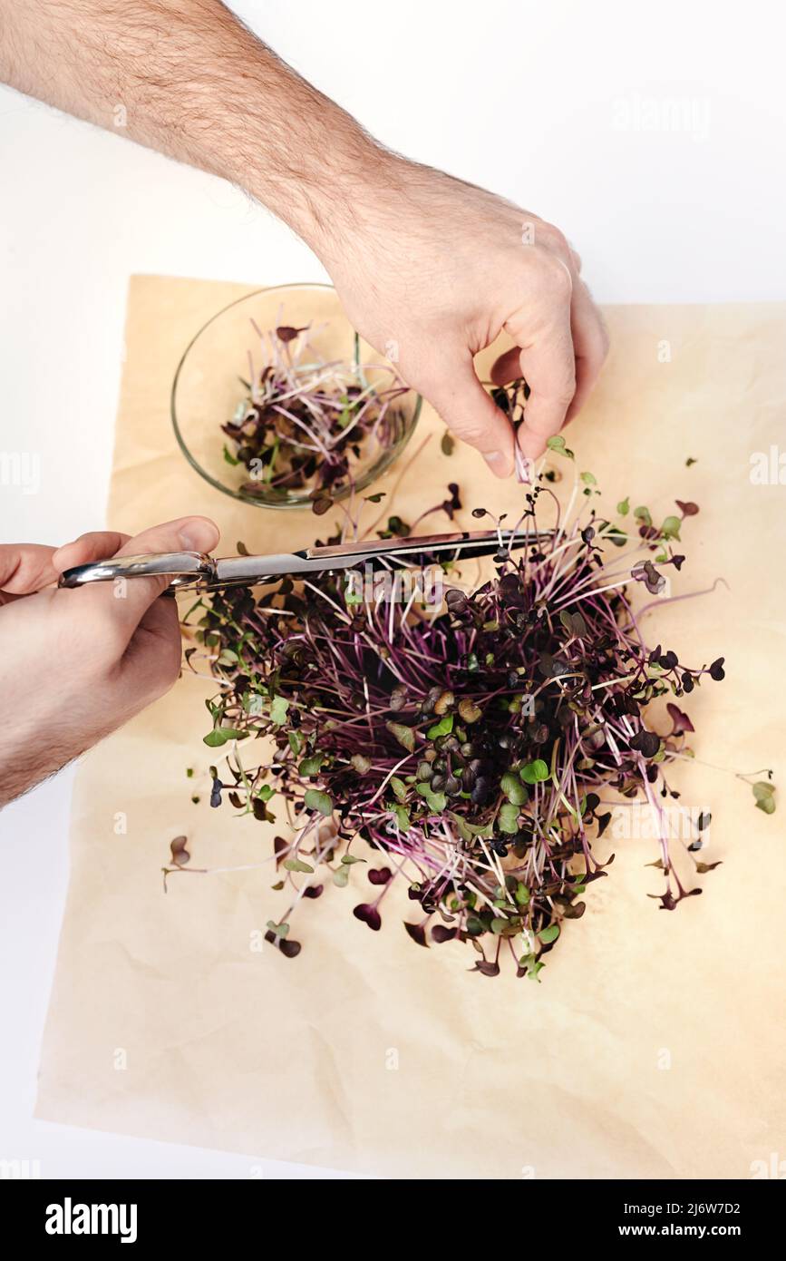 Male hands cut microgreen radish sprouts with metal scissors into a ...