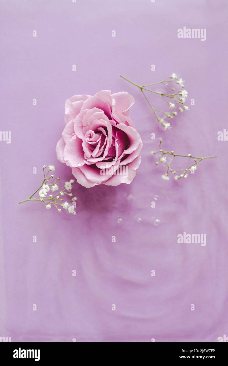 Purple Rose Flower Backgrounds