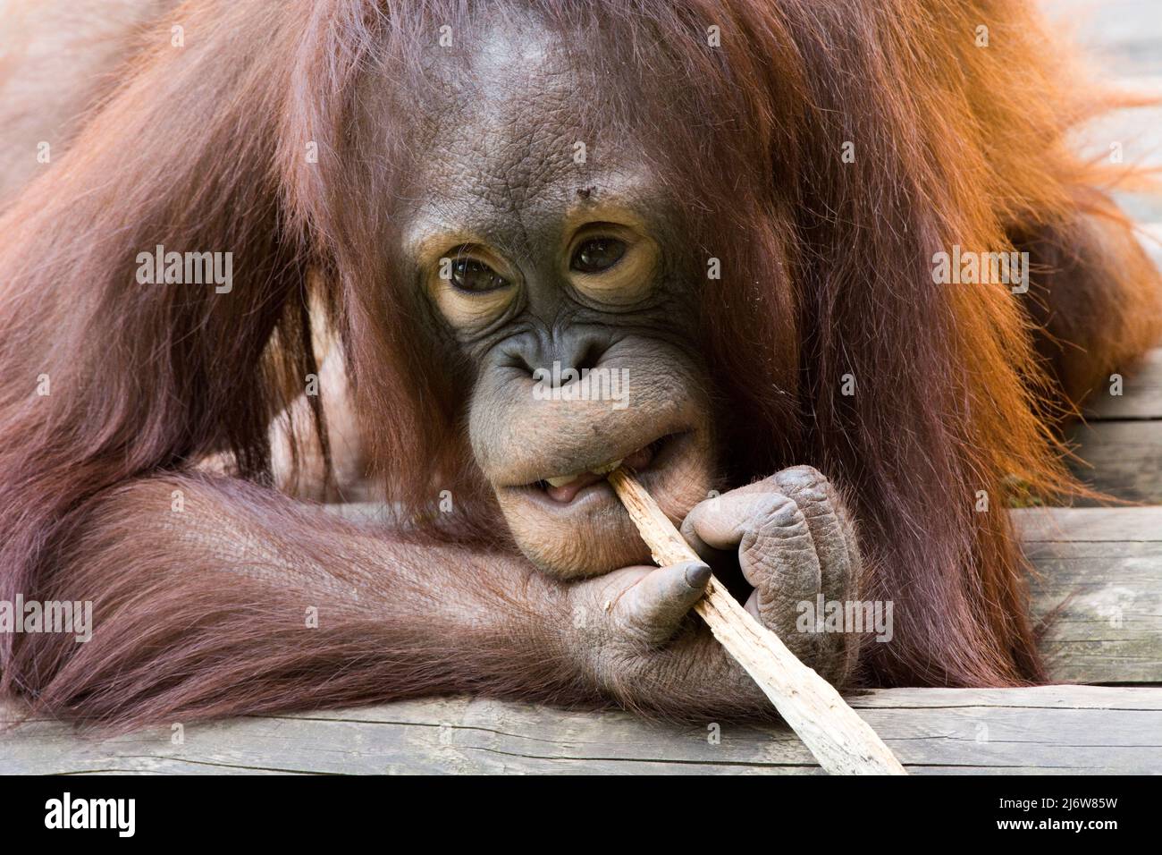 Young Bornean Orangutan chewing on a stick Stock Photo - Alamy