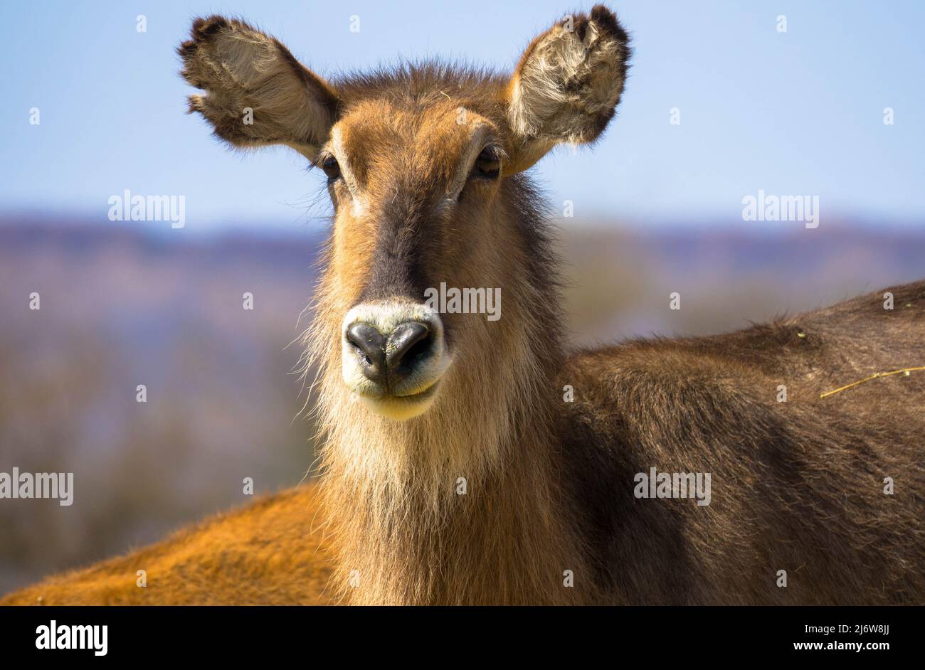 A close up portrait of a female waterbuck. Seen at game drive in ...
