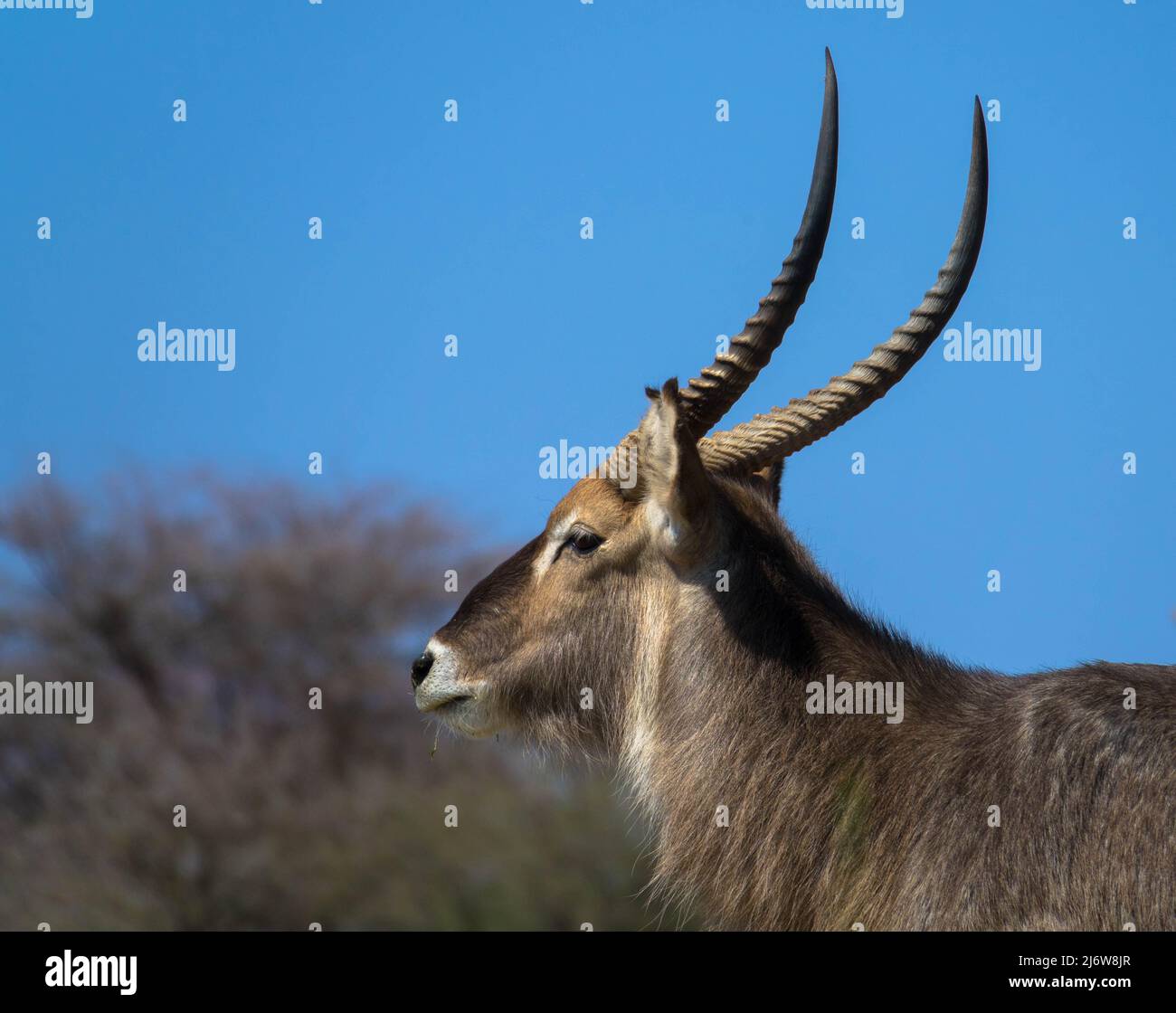 A close up portrait of a female waterbuck. Seen at game drive in ...
