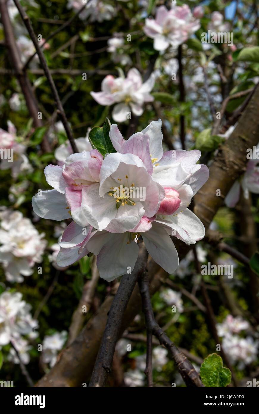 Orchard flowers hi-res stock photography and images - Alamy