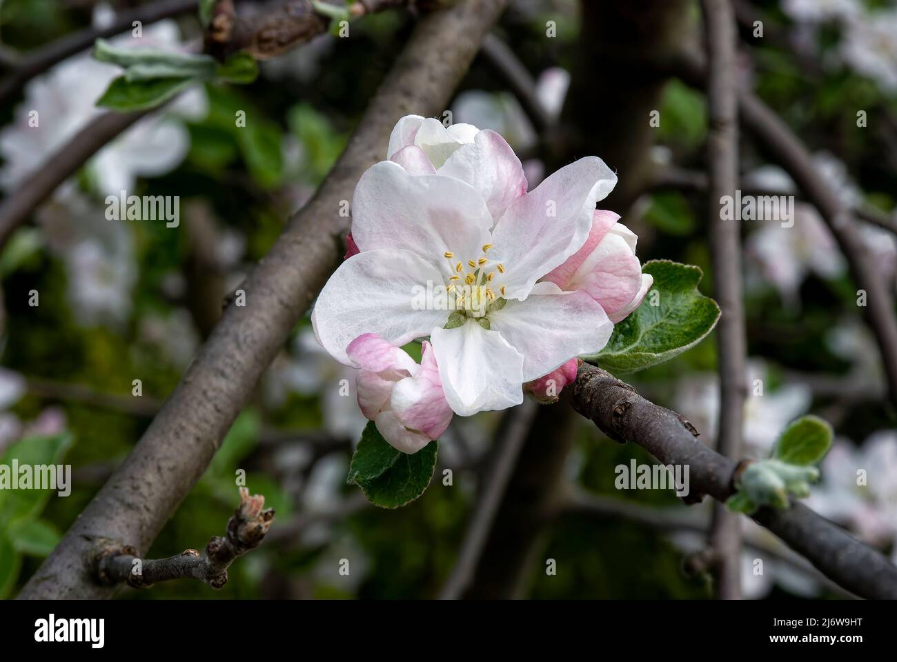 Big apple blossom close-up. Visible stamens of the inflorescence Stock ...