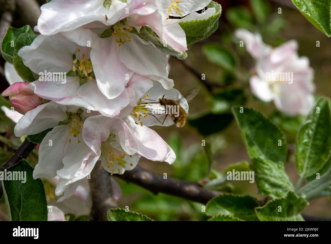 Apple blossoms and insect. An insect with a long proboscis in its ...