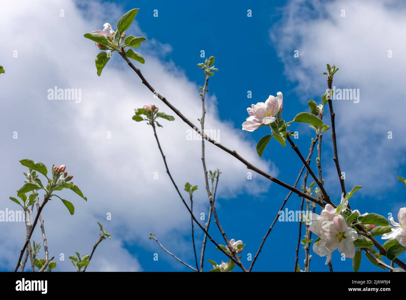 Single twigs of apple trees with flowers against the background of the ...