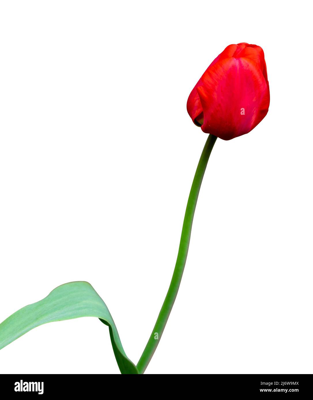 Isolate red tulip on a white background Stock Photo - Alamy