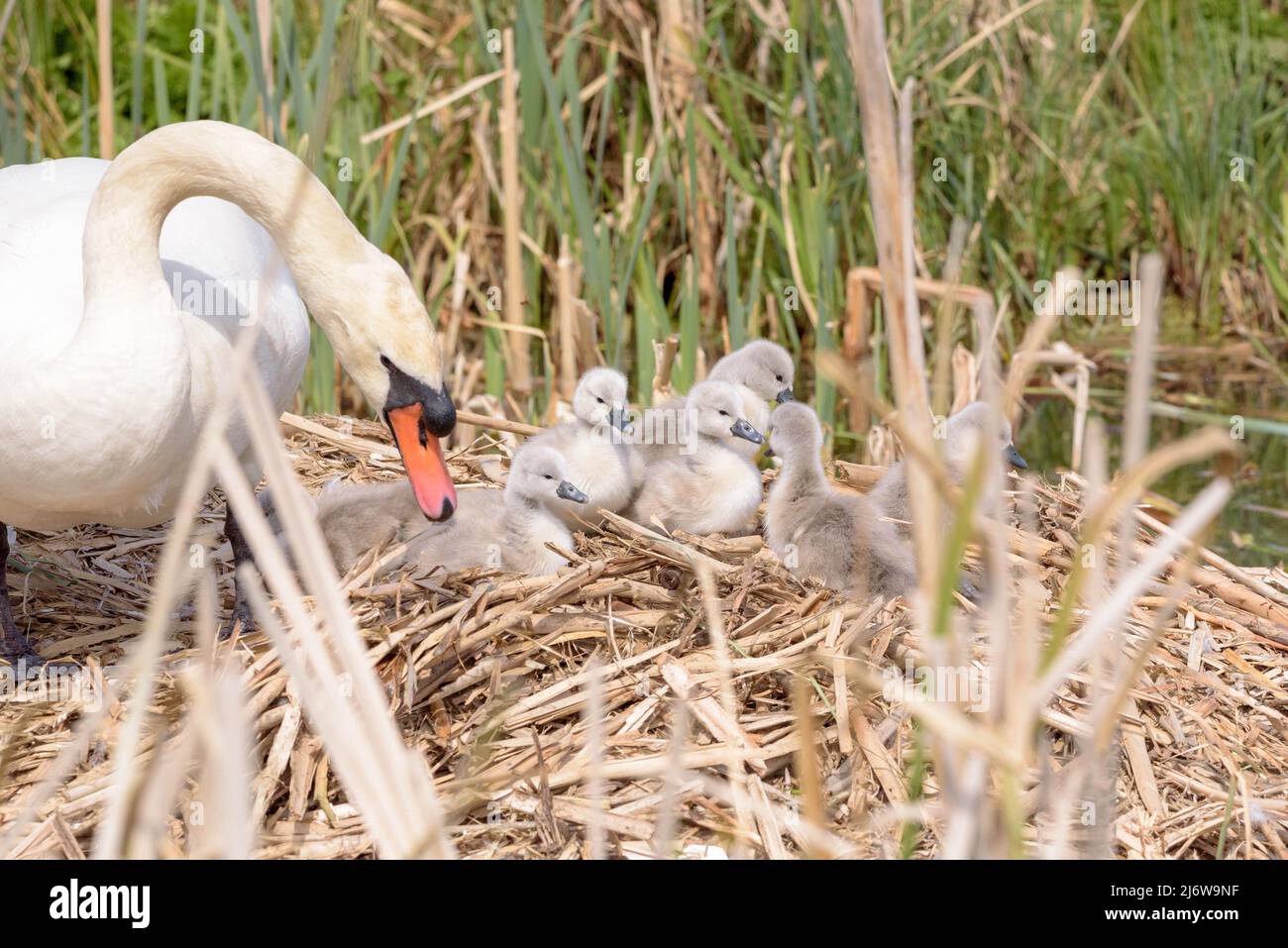 Gray swan on lake close hi-res stock photography and images - Alamy