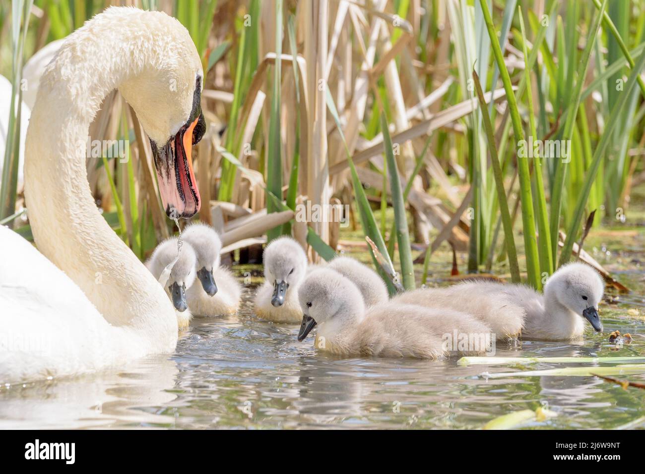 Young swan close up drinking hi-res stock photography and images - Alamy