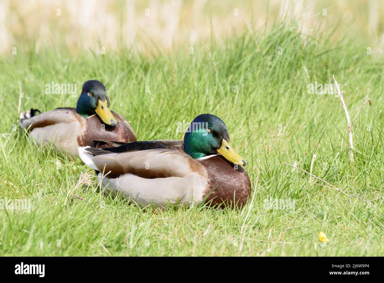Two mallards resting hi-res stock photography and images - Alamy