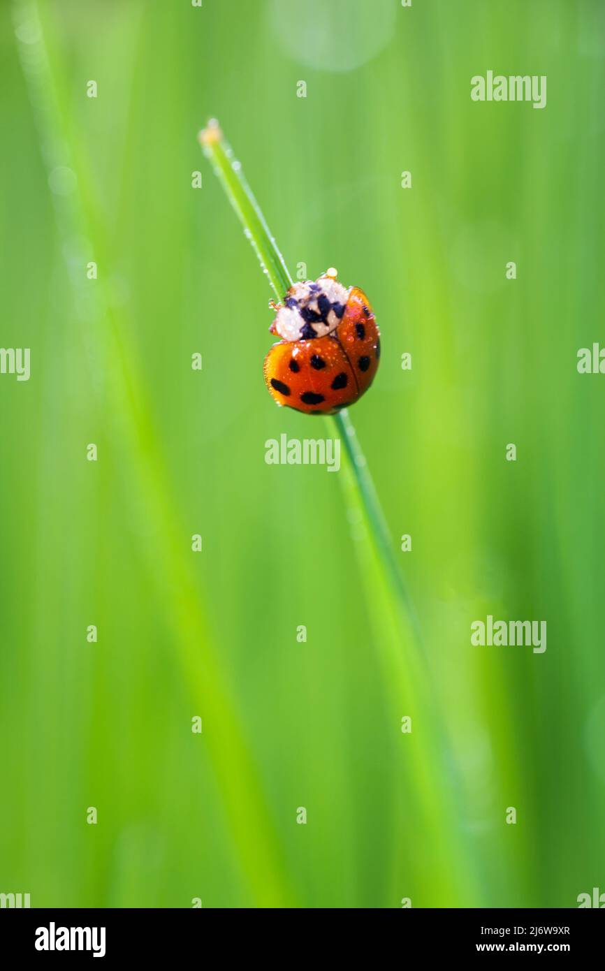 Ladybug animal sitting on grass stem with raindrop from dew. Animal ...
