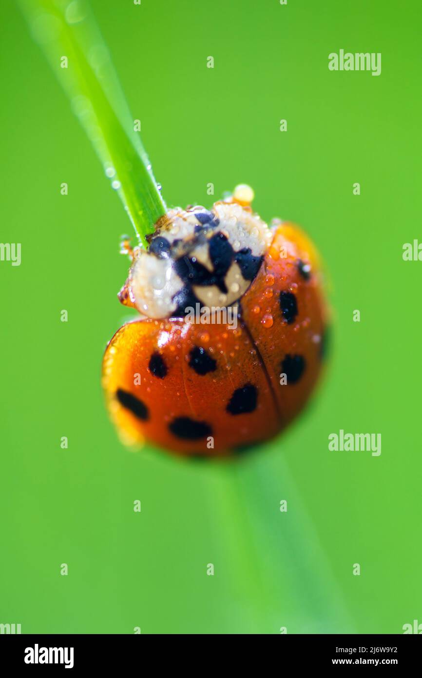 Ladybug animal sitting on grass stem with raindrop from dew. Animal ...