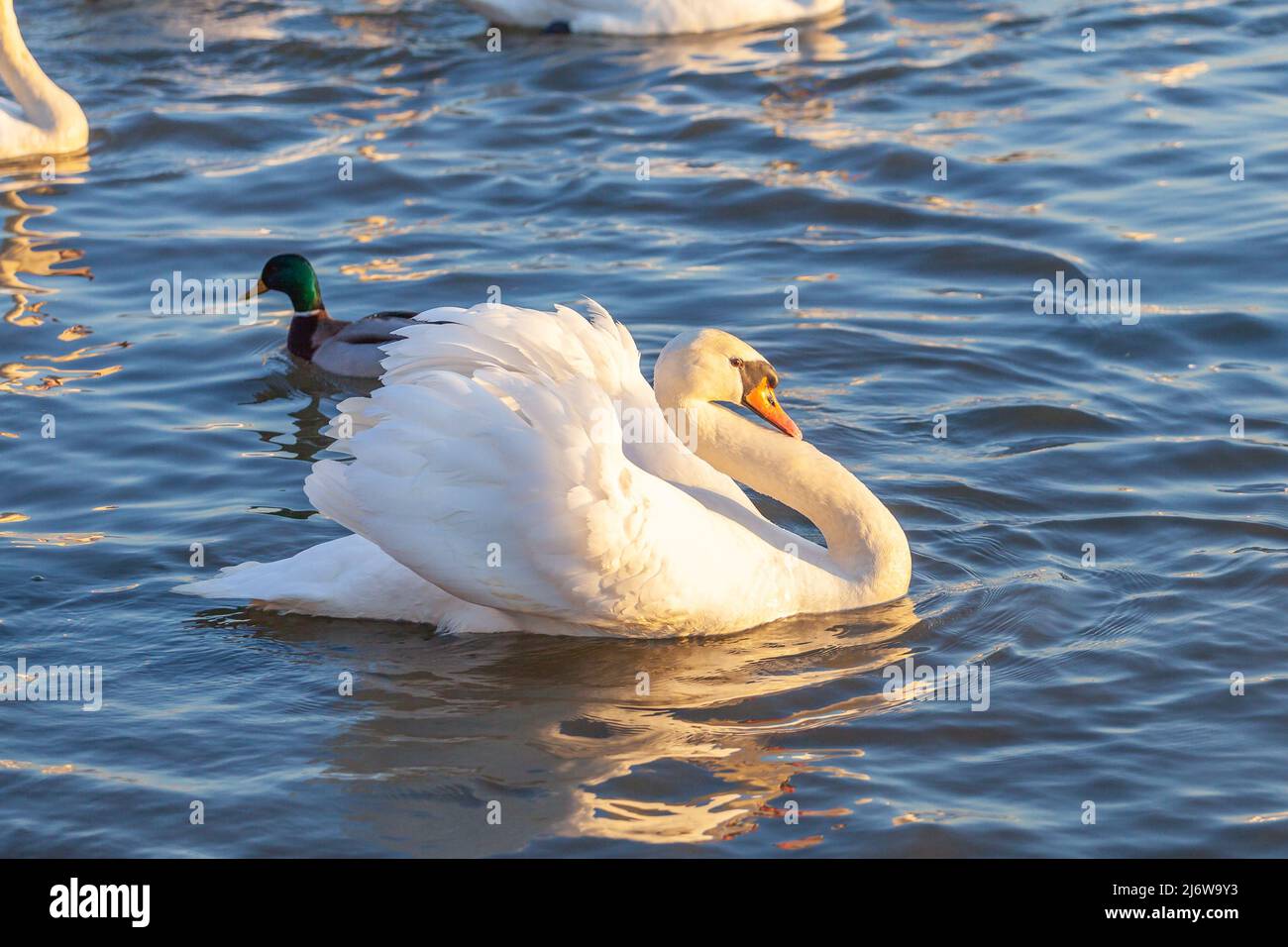 A White Swan Swim In The River, Krakow Stock Photo - Alamy