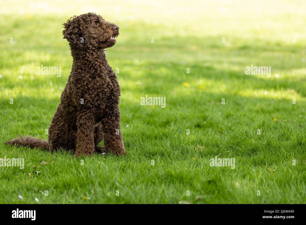 young poodle puppy sitting in a upright position on the grass of his ...