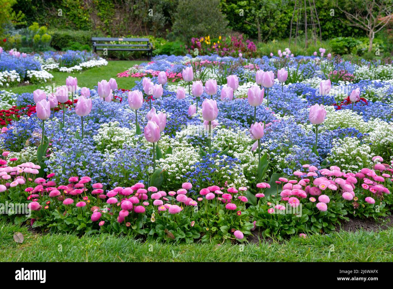 Colourful spring bedding display at Sheffield botanical gardens ...