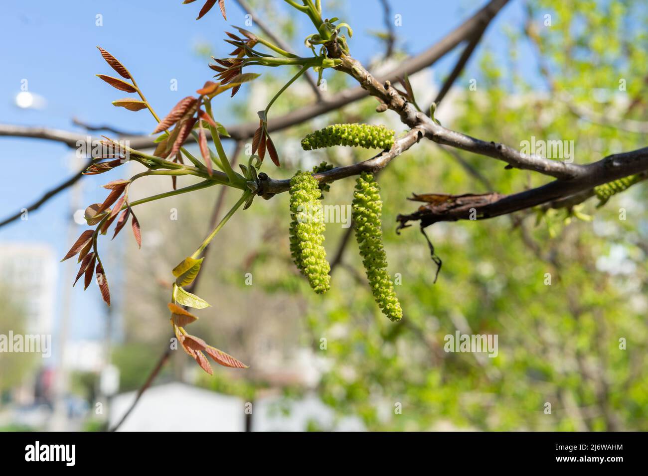 Walnut flower hi-res stock photography and images - Alamy