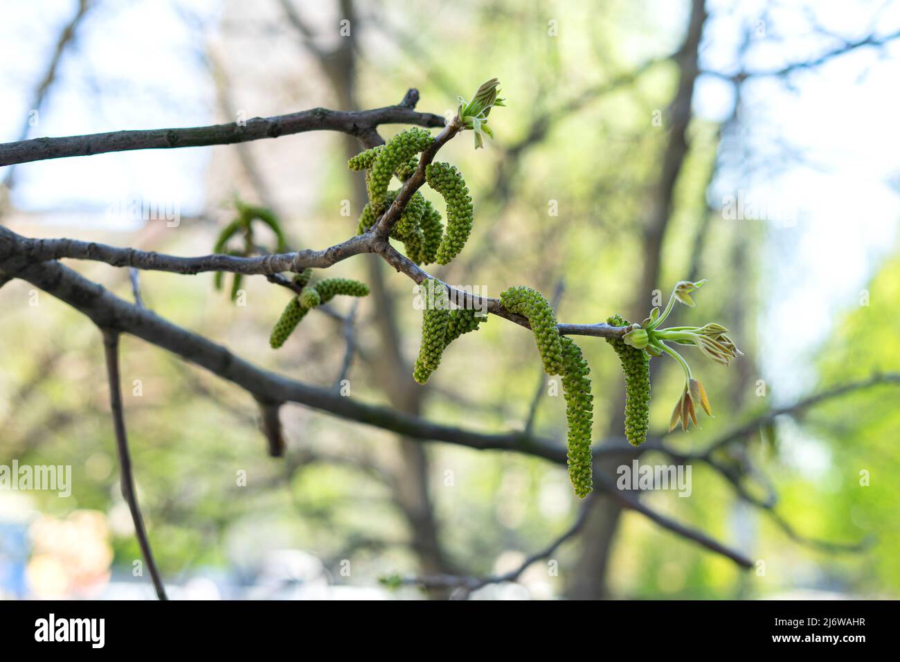 Walnut flower hi-res stock photography and images - Alamy