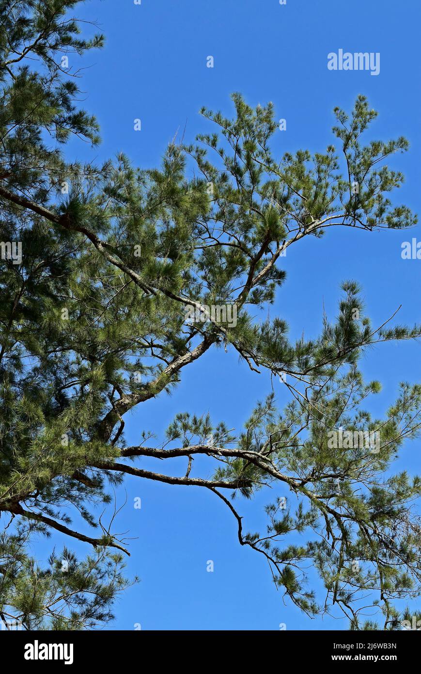 Branches de casuarina hi-res stock photography and images - Alamy