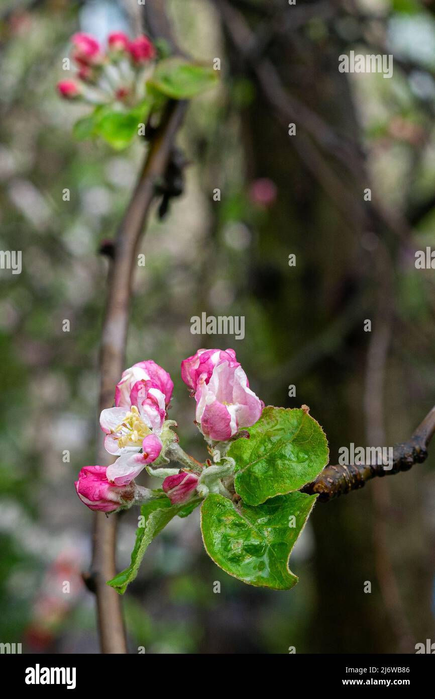 Closeup trees after rain hi-res stock photography and images - Alamy