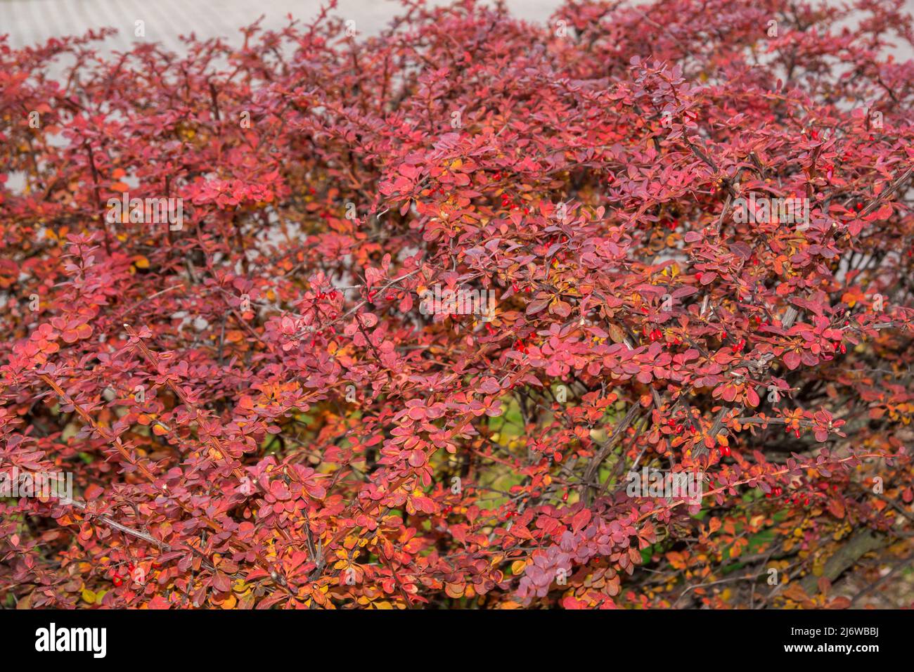 natural background - bush with red leaves Stock Photo - Alamy