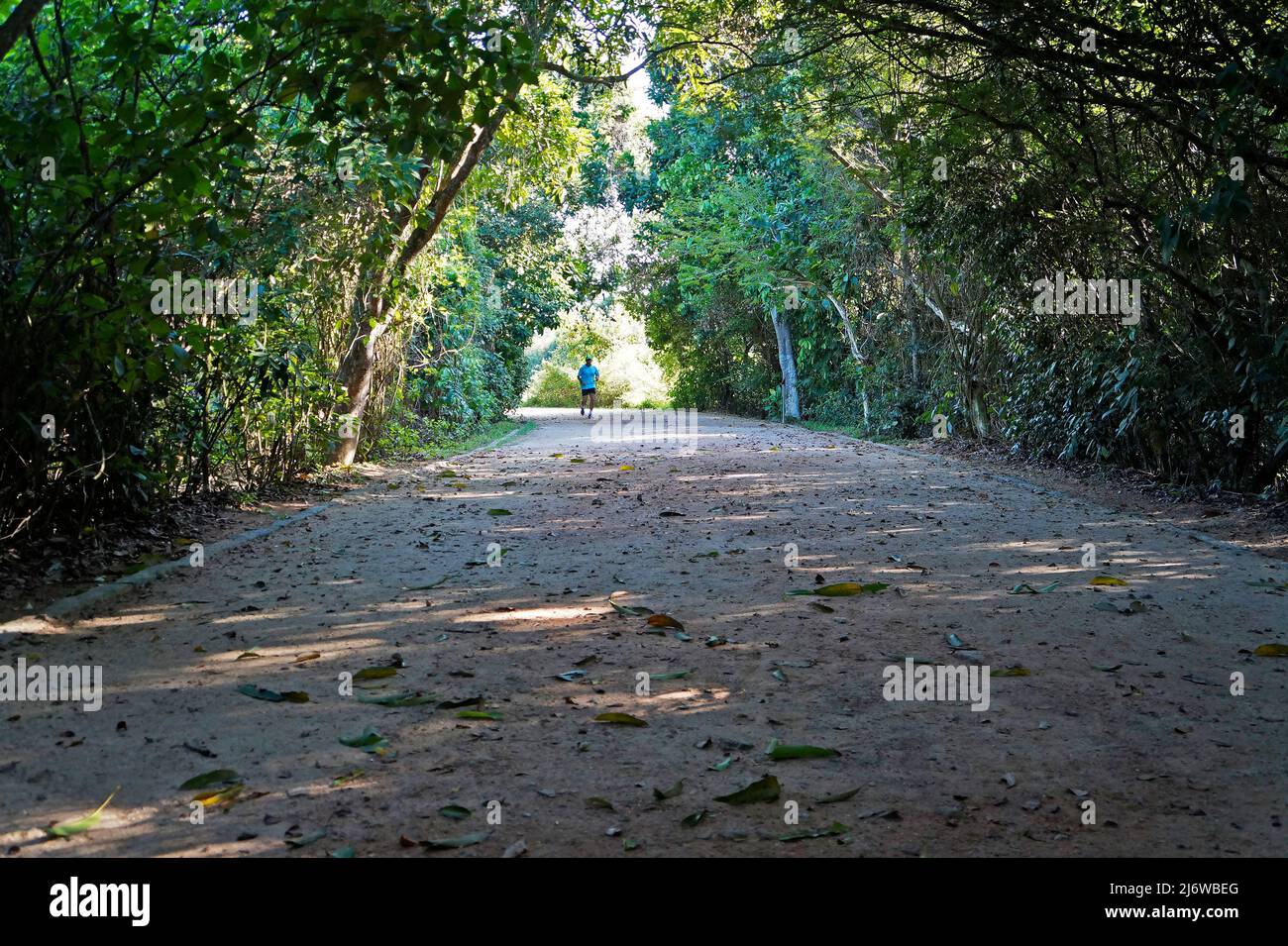 Tijuca forest national park trail hi-res stock photography and images ...