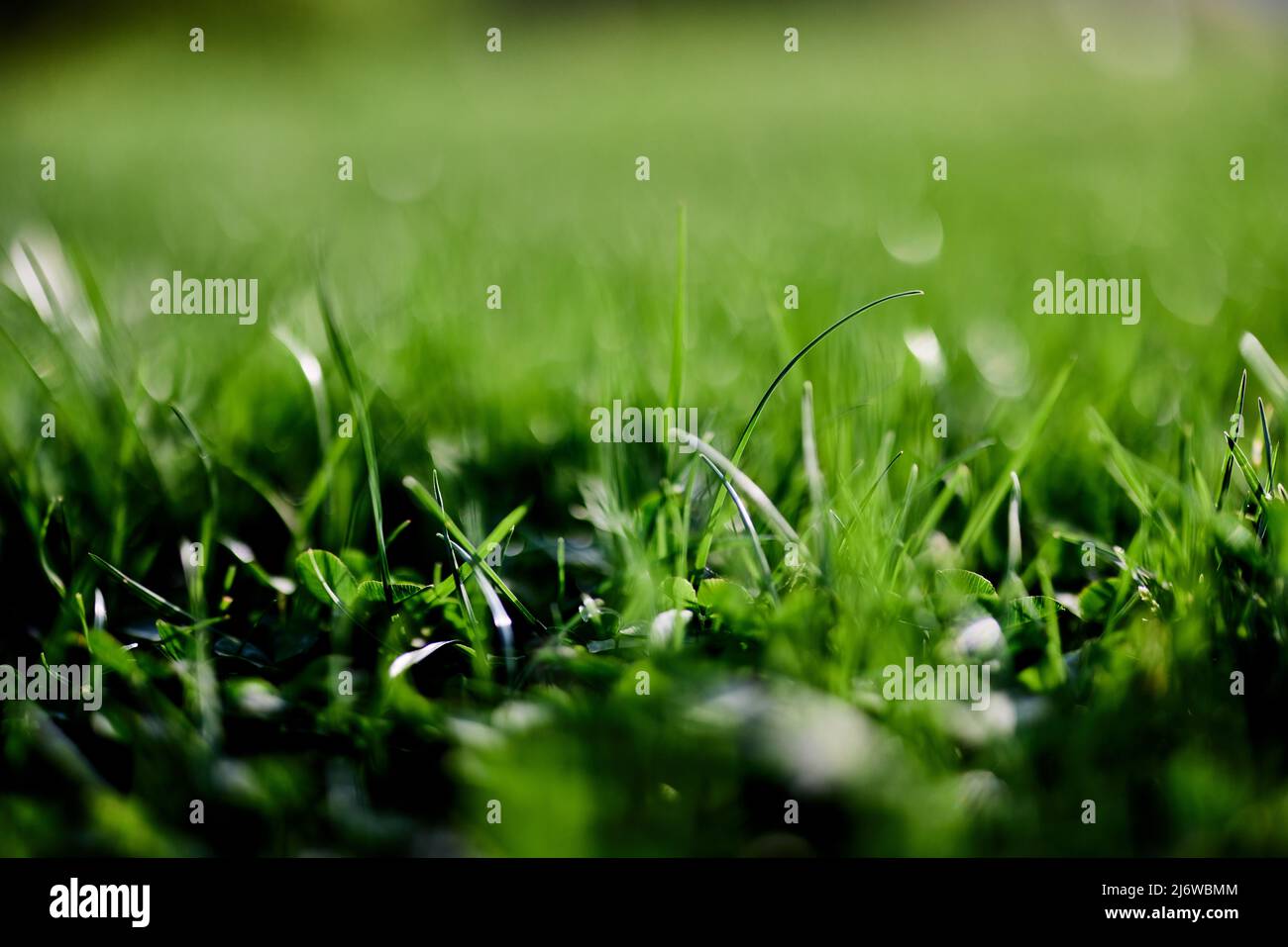 Green lawn grass close-up of the leaves of the grass. Nature ...
