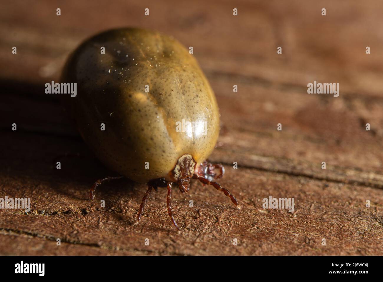 A dog tick full of blood is seen up close in this macro photo Stock ...
