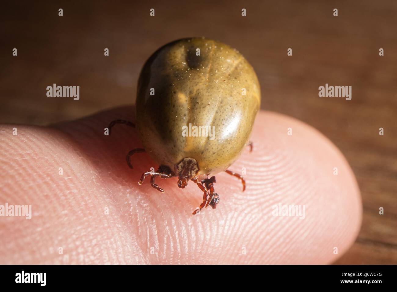 A dog tick full of blood is seen up close in this macro photo Stock ...