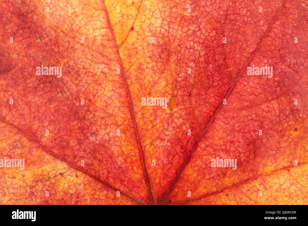 Sweet gum tree leaf in a close up view Stock Photo - Alamy