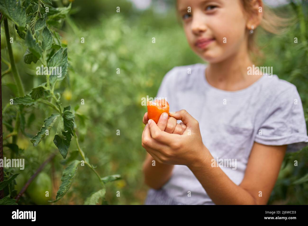 Little kid girl eating and enjoying of delicious harvest of organic red ...