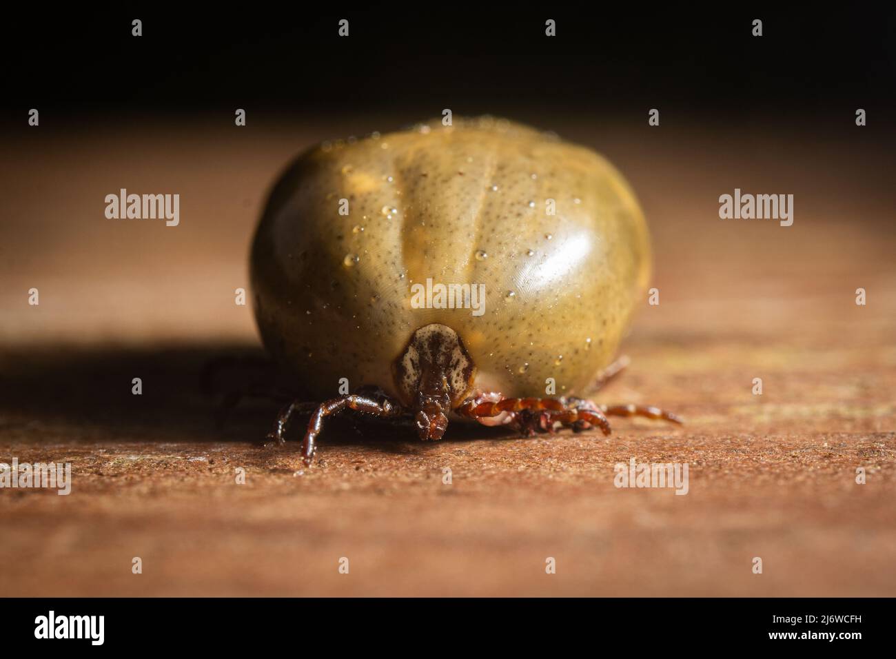 A dog tick full of blood is seen up close in this macro photo Stock ...