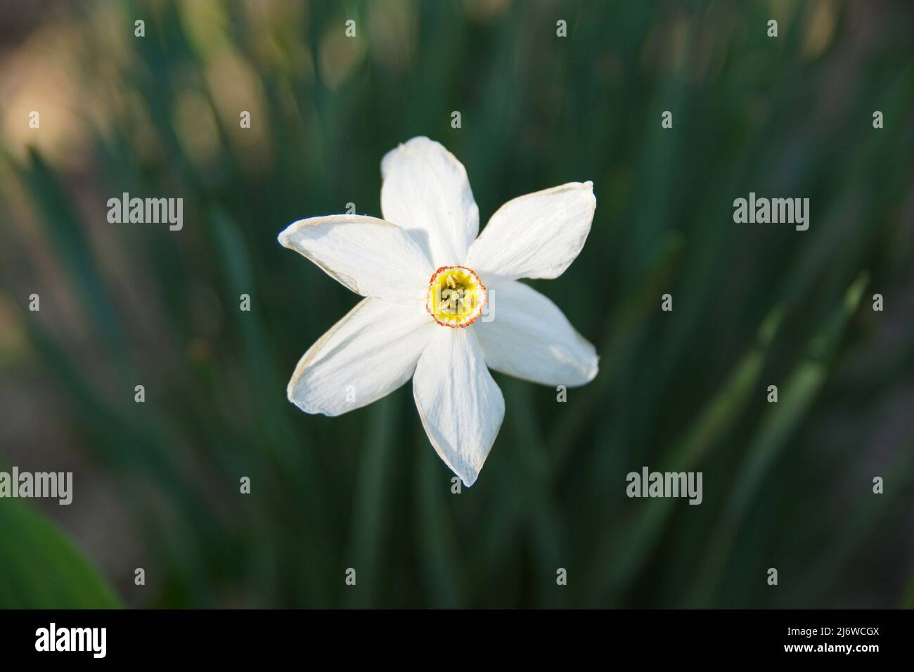 White daffodil with open petals photographed from above close up on a ...