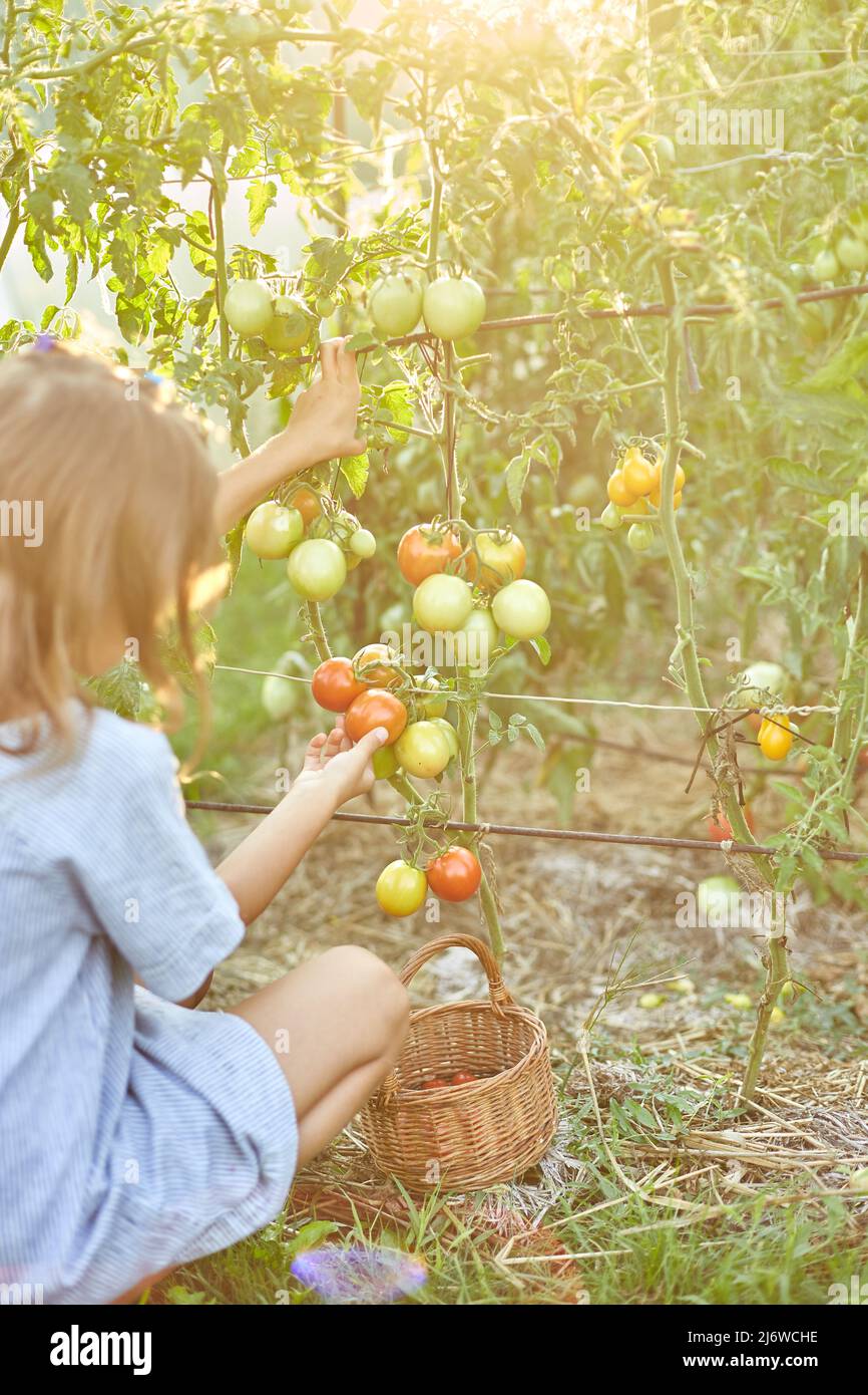 Little kid girl picking, collect harvest of organic red tomatoes at ...