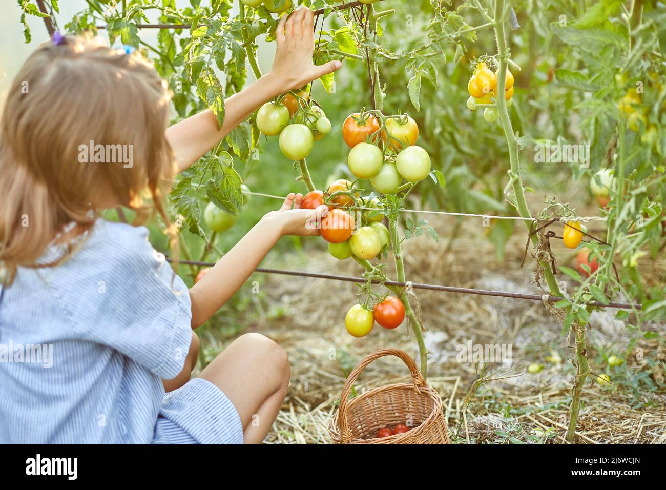 Little kid girl picking, collect harvest of organic red tomatoes at ...