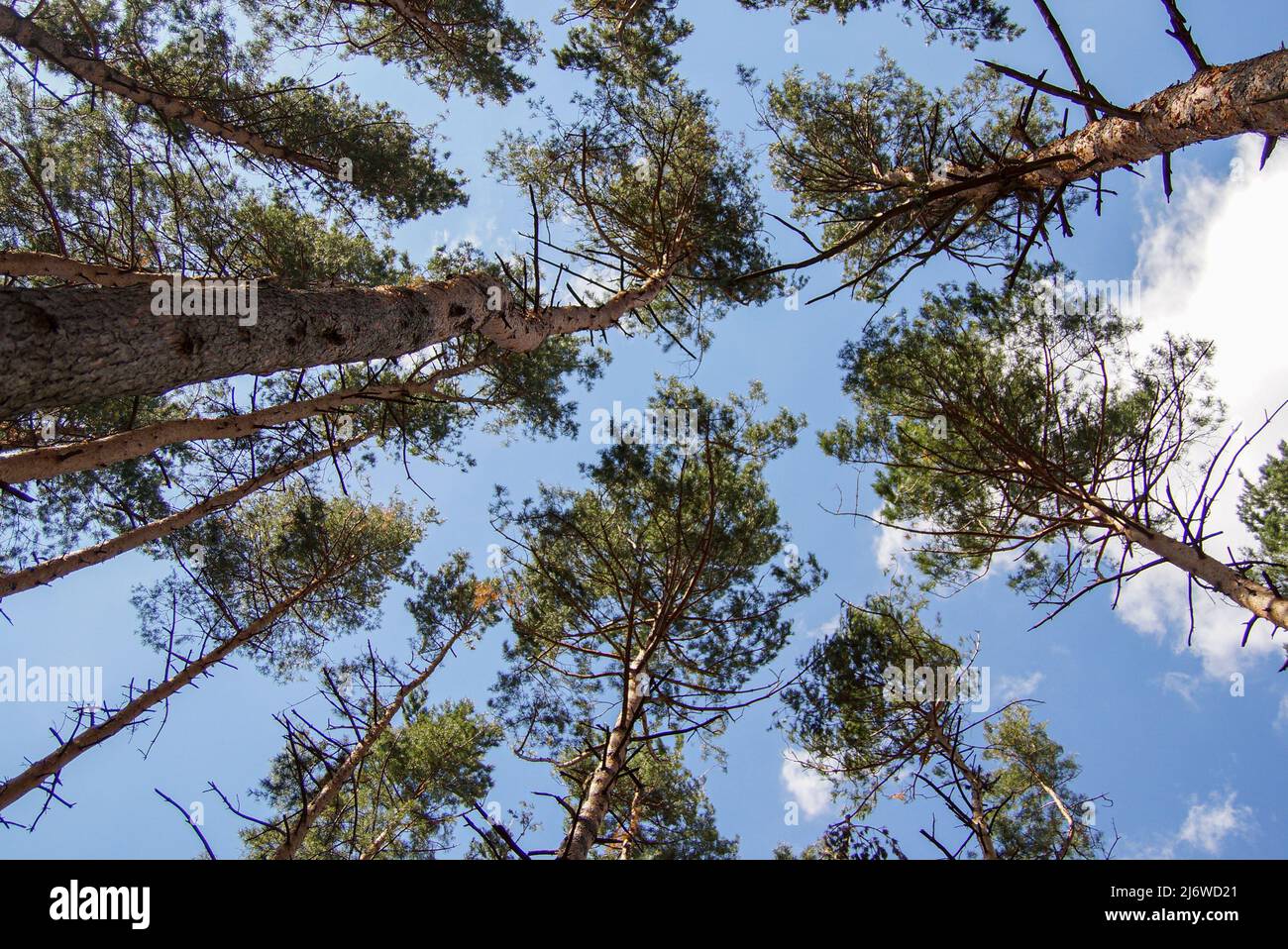 Pines in the forest photographed from the bottom up on a background of ...