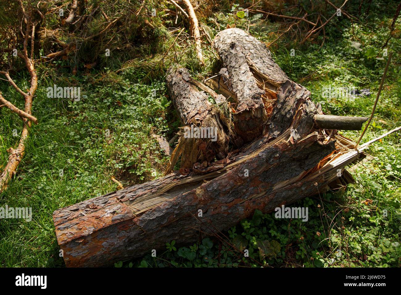 the old tree is broken, fallen and lying on the green grass Stock Photo ...