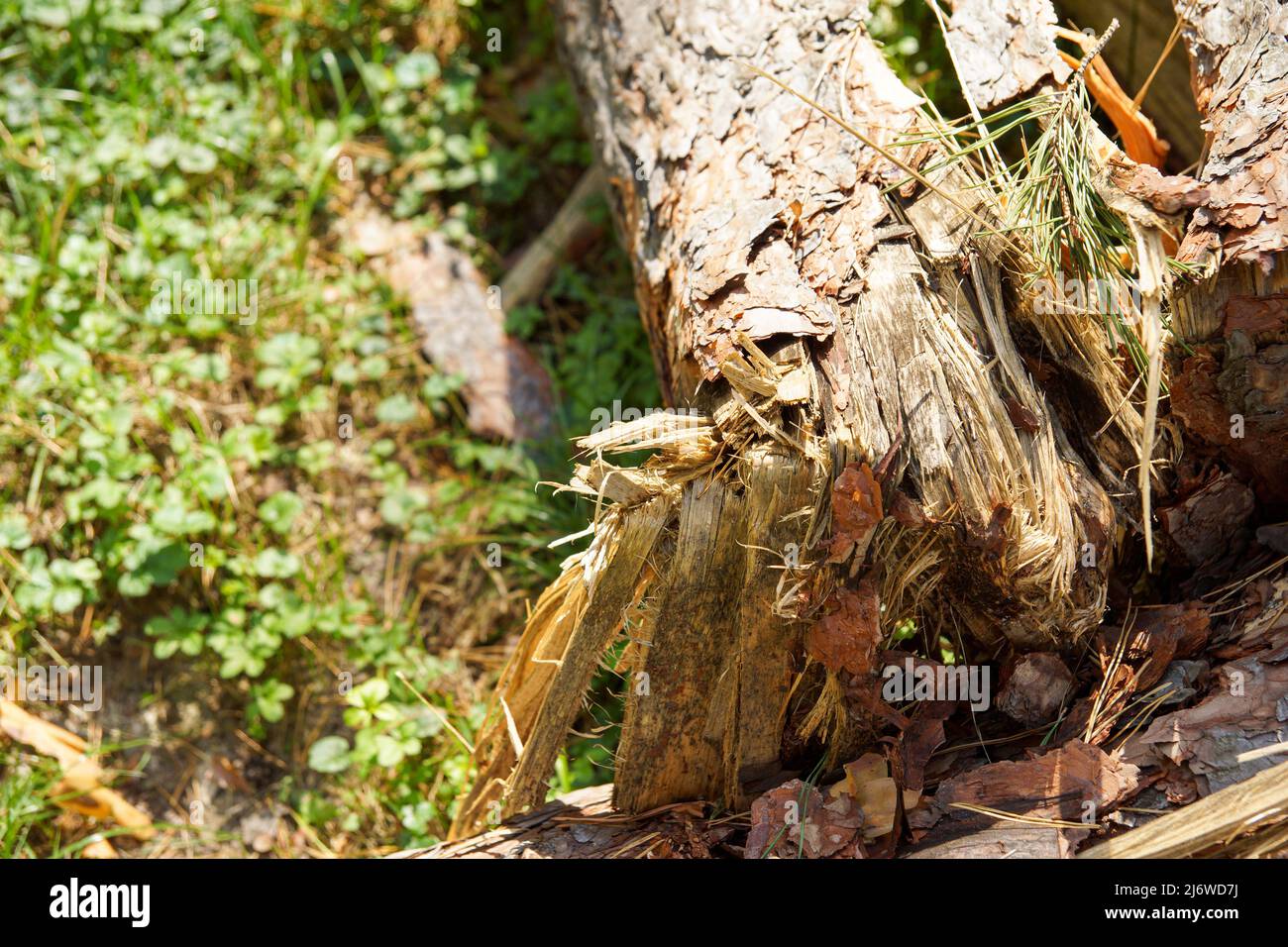 the old tree is broken, fallen and lying on the green grass Stock Photo ...