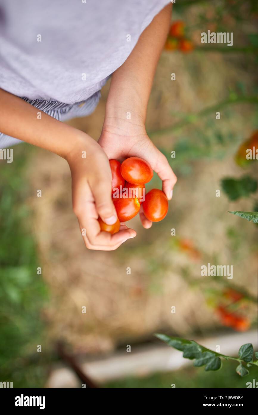 Little kid girl hold in hand harvest of organic red tomatoes at home ...