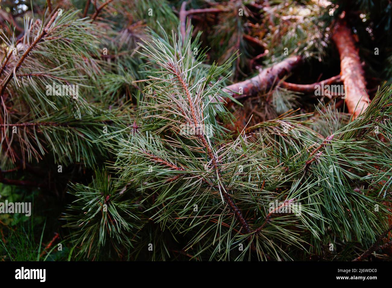 dry pine branches lie on the ground Stock Photo - Alamy