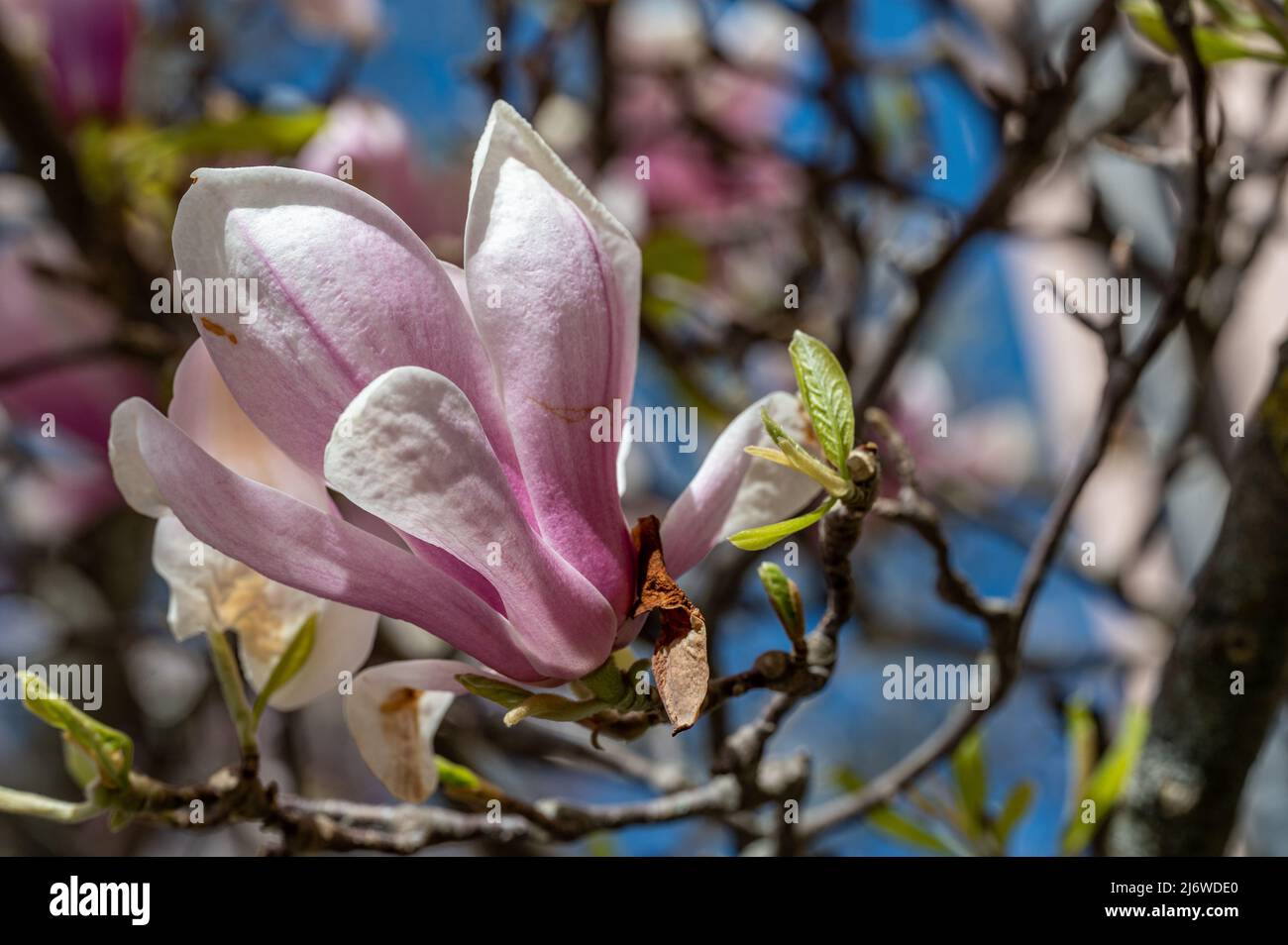 Flowering Magnolia in city park Stromparken during spring in Norrkoping ...