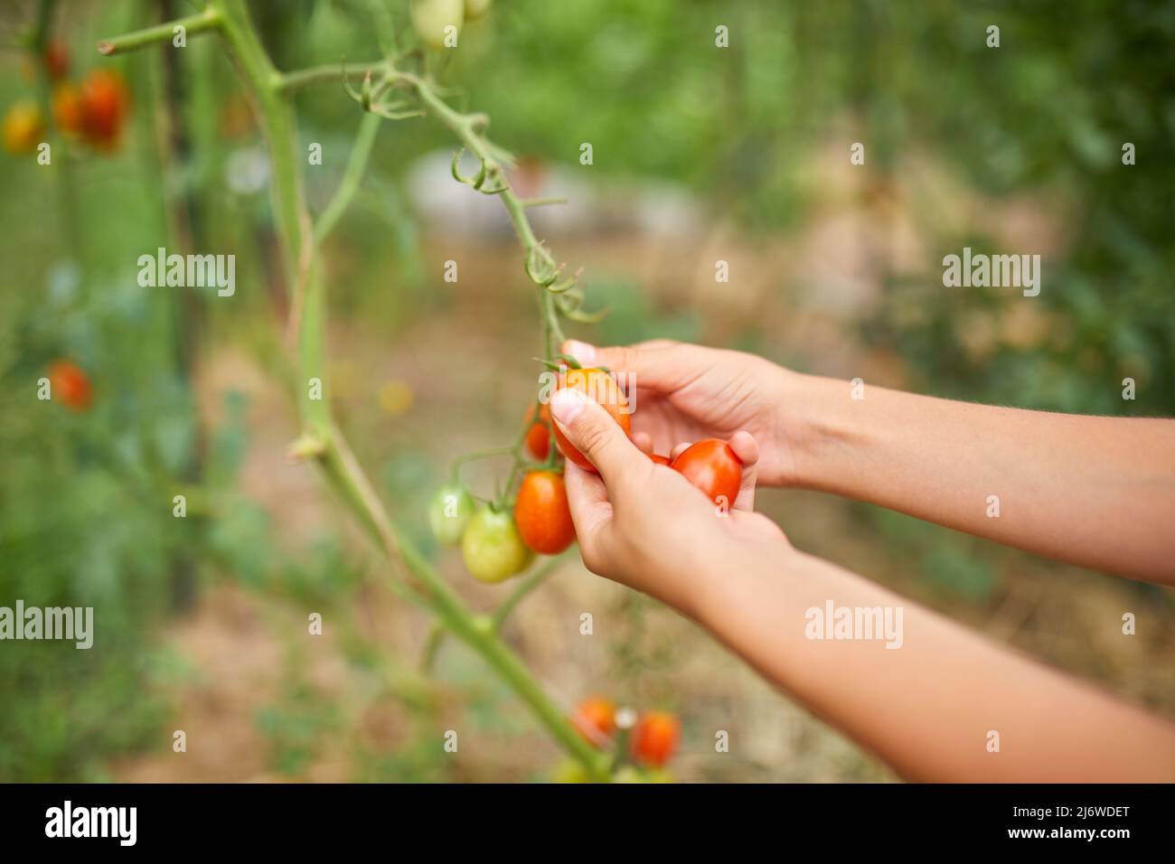 Little kid girl picking, collect harvest of organic red tomatoes at ...