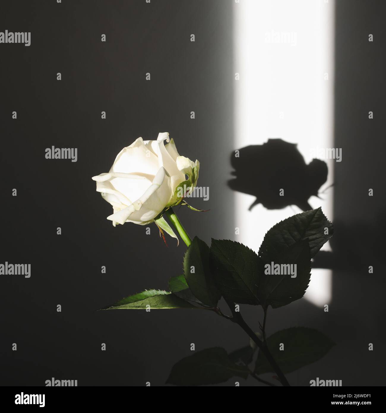White fresh rose and shadows on the wall. Silhouette in sun light ...