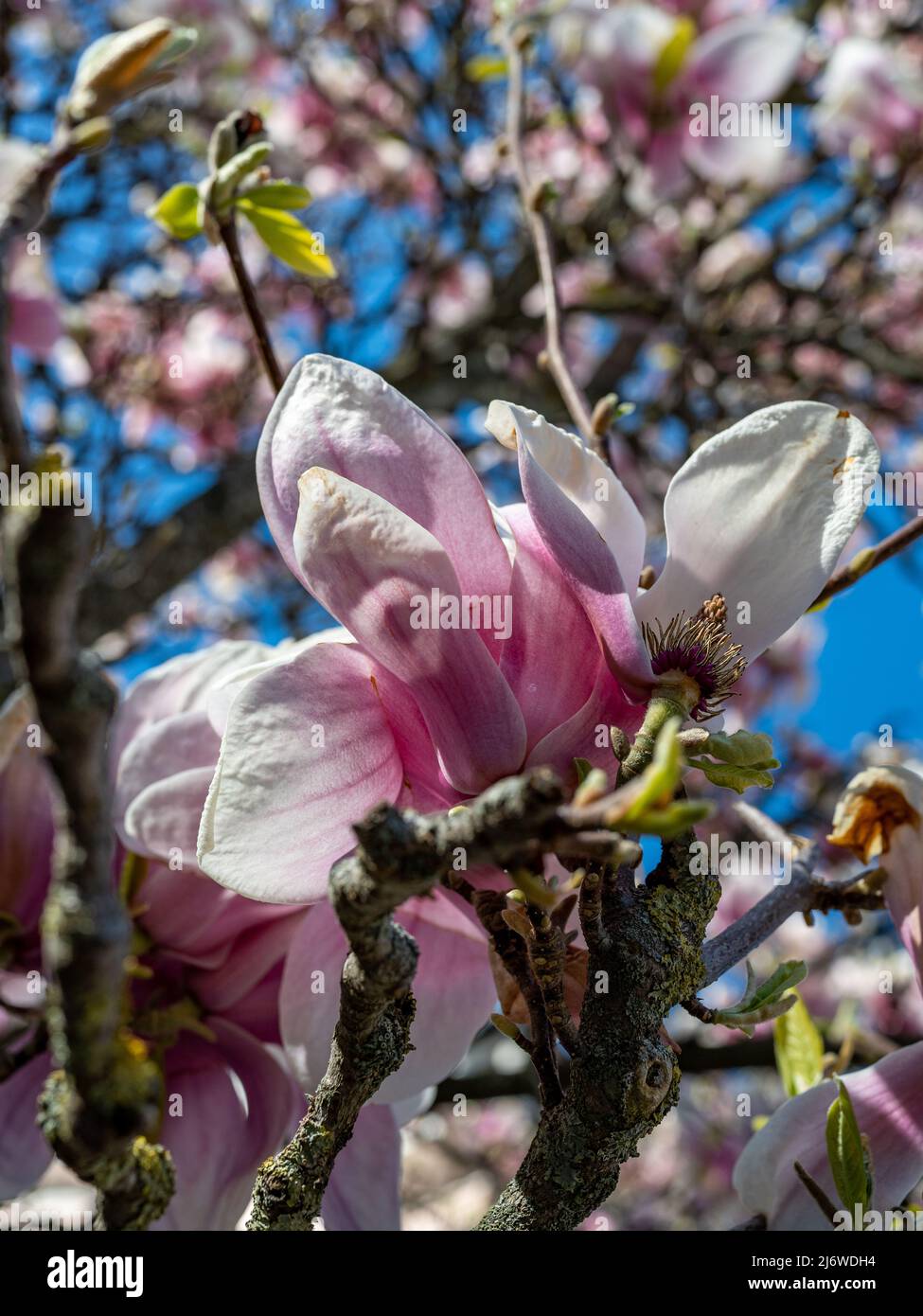 Flowering Magnolia in city park Stromparken during spring in Norrkoping ...